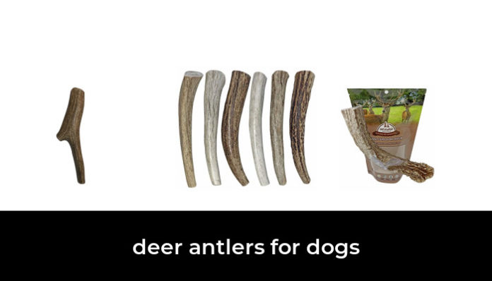 45 Best deer antlers for dogs 2022 - After 119 hours of research and ...